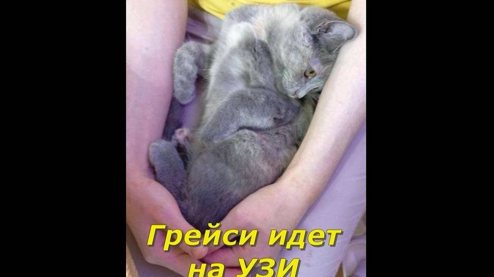 Грейси идет на УЗИ