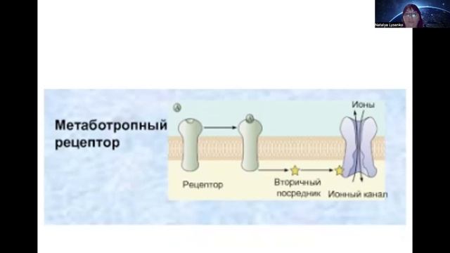 Лекция 2. Нормальная физиология для ИКМ и ИМД. Вторичные посредники. Лысенко Н.Н.