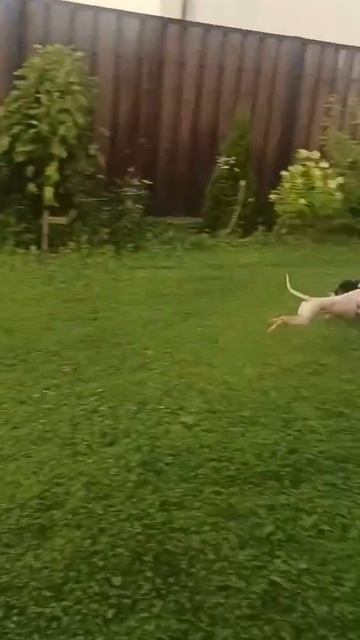 Рейко сын Честера. На перегонки.