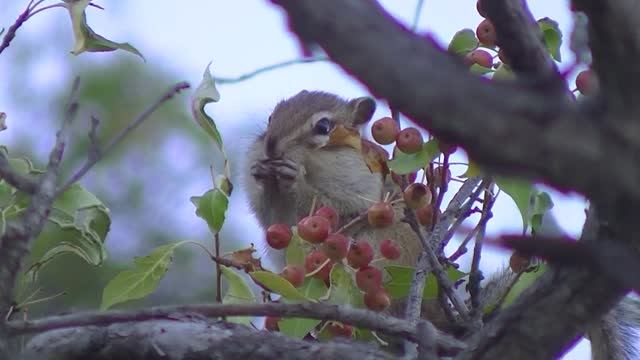 Счастливый бурундук ест ягоды и насекомых