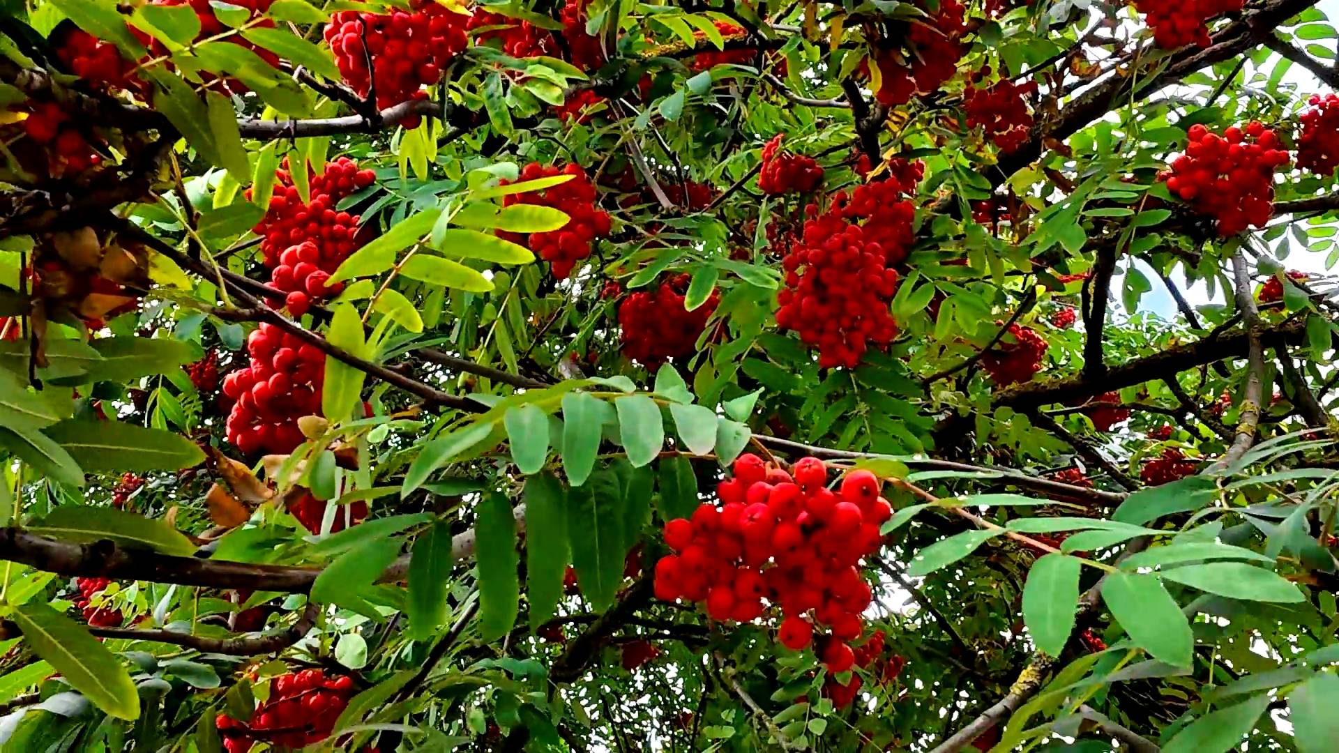 Орёл. Улицы Орла. Улица Панчука. NOVA PARK. Гроздья рябины.