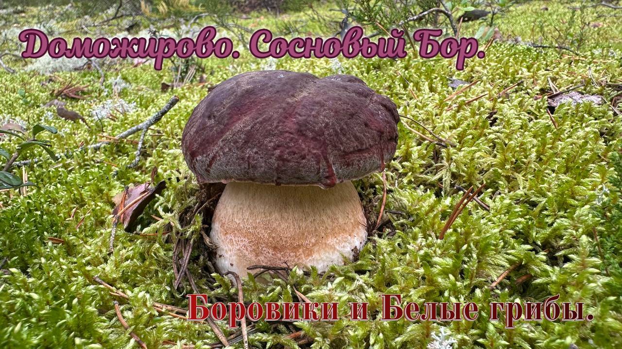 Боровики, Белые  в лесу посёлка Доможирово. Чудесный сосновый Бор и много разных красивых грибов.