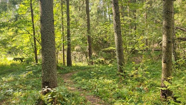 Лес - Подмосковье!