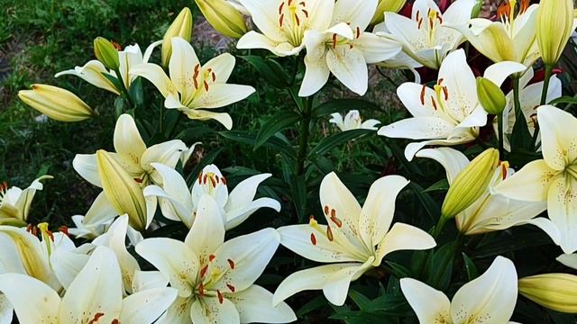 Мои прекрасные лилии, лето 2025 .