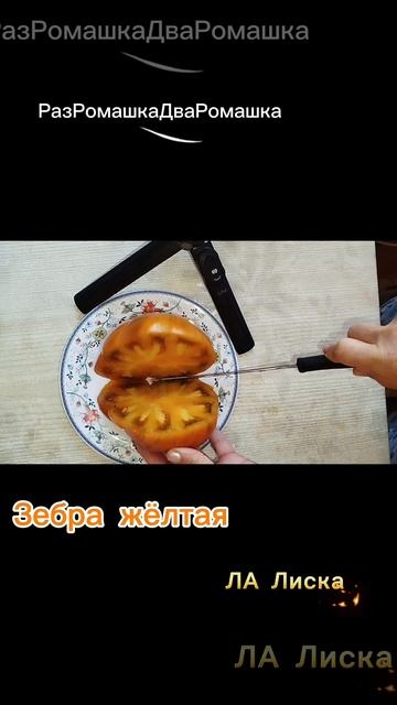 08.09.2025 уДача-дача. ТОМАТ "ЗЕБРА Жёлтая"#shorts