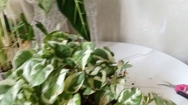 Мои растения в начале осени 2025. 
Часть 1