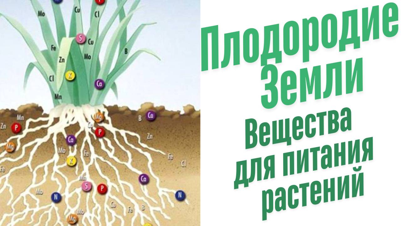 Вещества для питания растений.