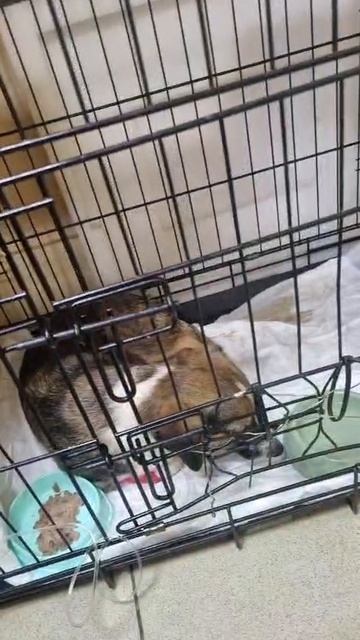 Кукленок .Третий день в клинике.