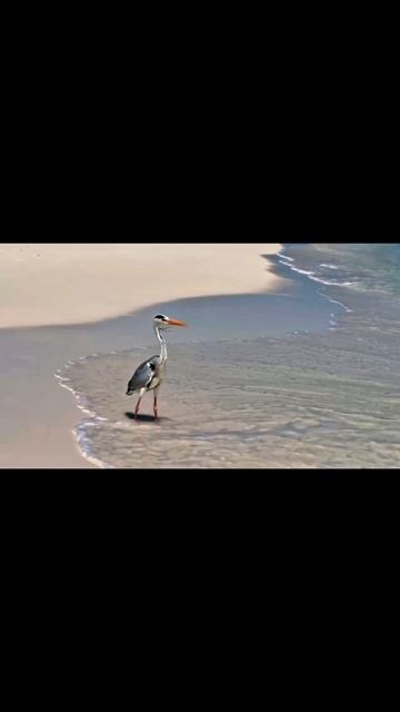 Смотрите полное видео на обзор острова Kuredu в профиле