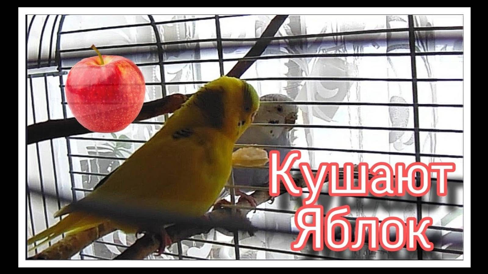 КАК КУШАЮТ ЯБЛОКО ВОЛНИСТЫЕ ПОПУГАИ?! Как я предлагаю яблоко своим попугаям!? Попугаи кушают яблоко