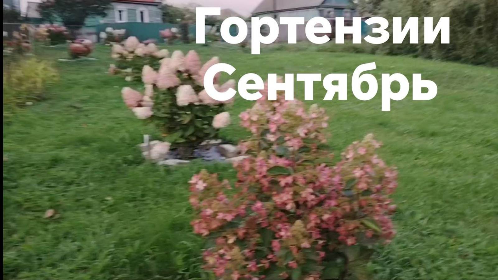 Гортензии/ поляна/ сентябрь