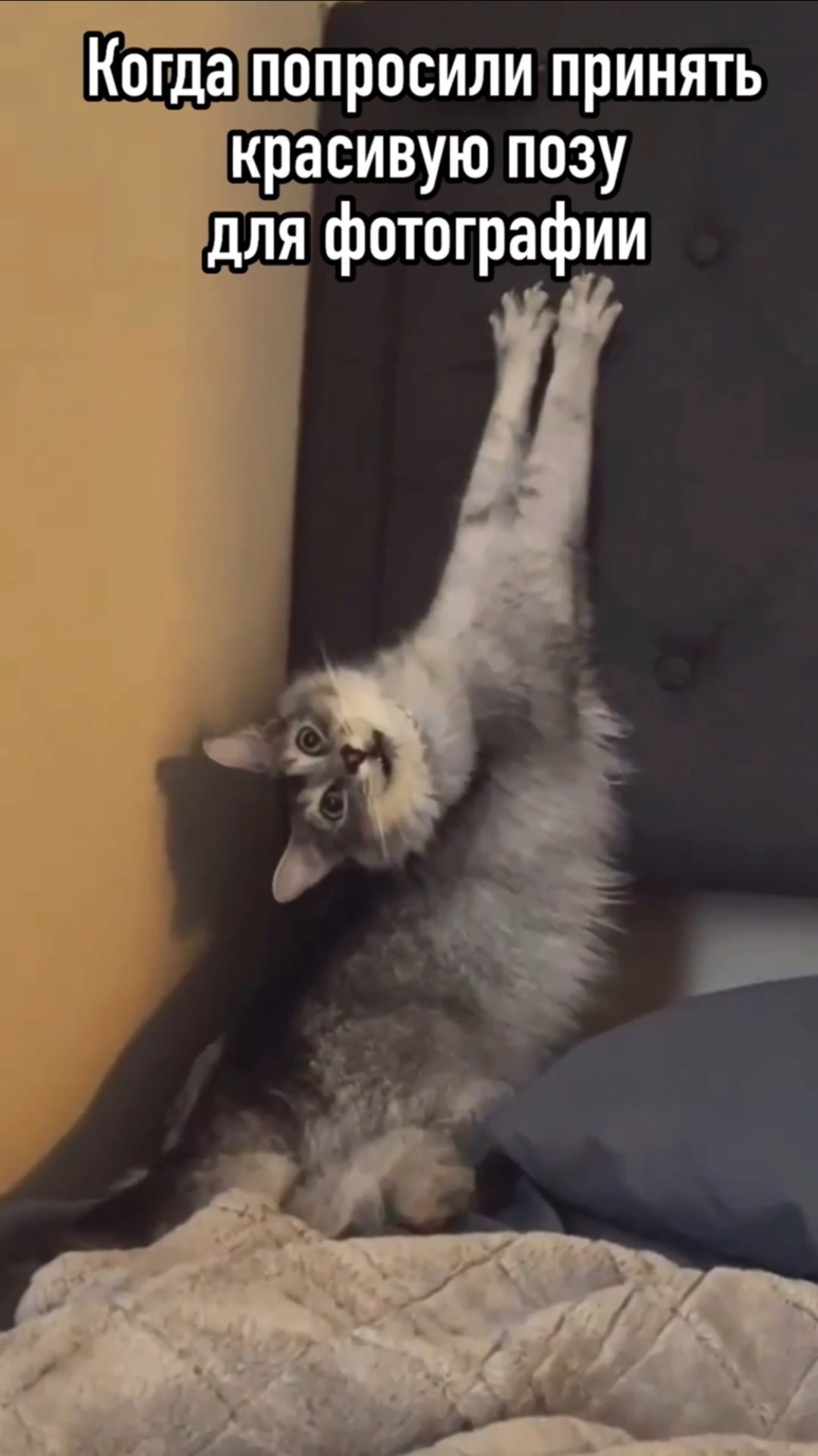 СМЕШНЫЕ КОТИКИ поднимут вам настроение!