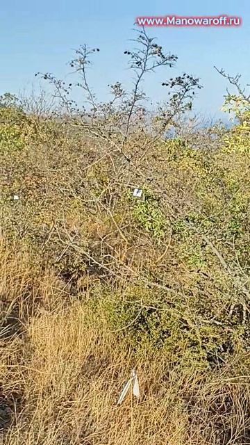 Непонятные шильдики на деревьях в Крыму