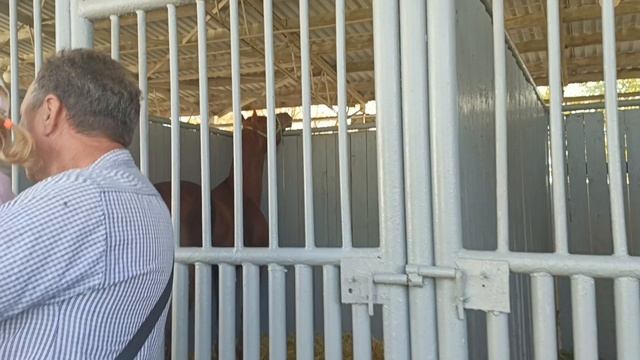 Племенные лошади 🐴/Сельскохозяйственная выставка продолжение.