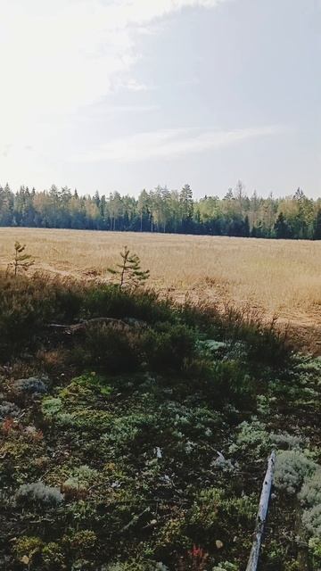 Родные просторы 🌲