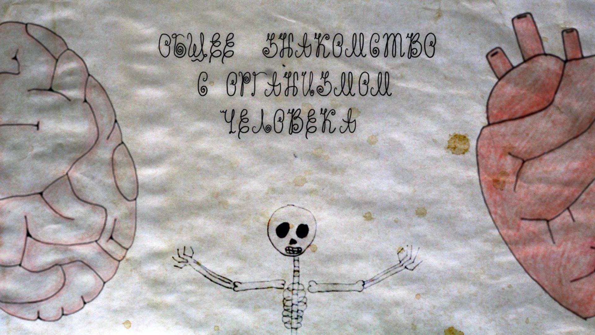 Мультфильм «Общее знакомство с организмом человека. Русский дубляж»