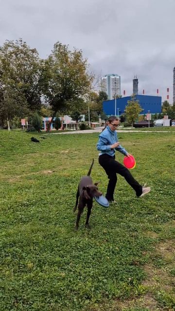 Спортивный Метис Нэтта - флип, барьер во флипе