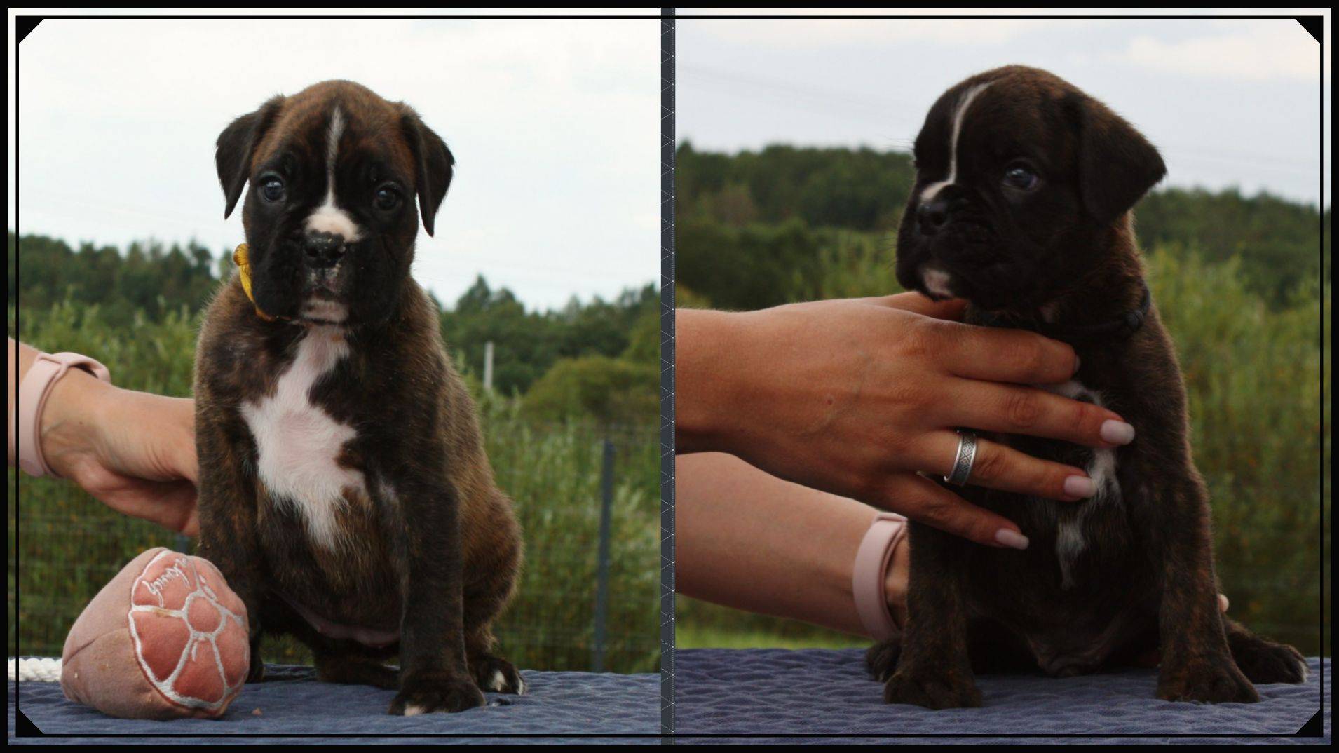 Щенки немецкого боксёра. Первая "взрослая" еда, первые игрушки, фотосессия месячных малышей.