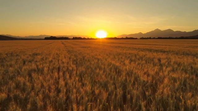 Пшеничное поле на закате 🌾