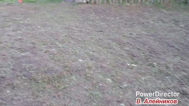 Дачные дела в сентябре