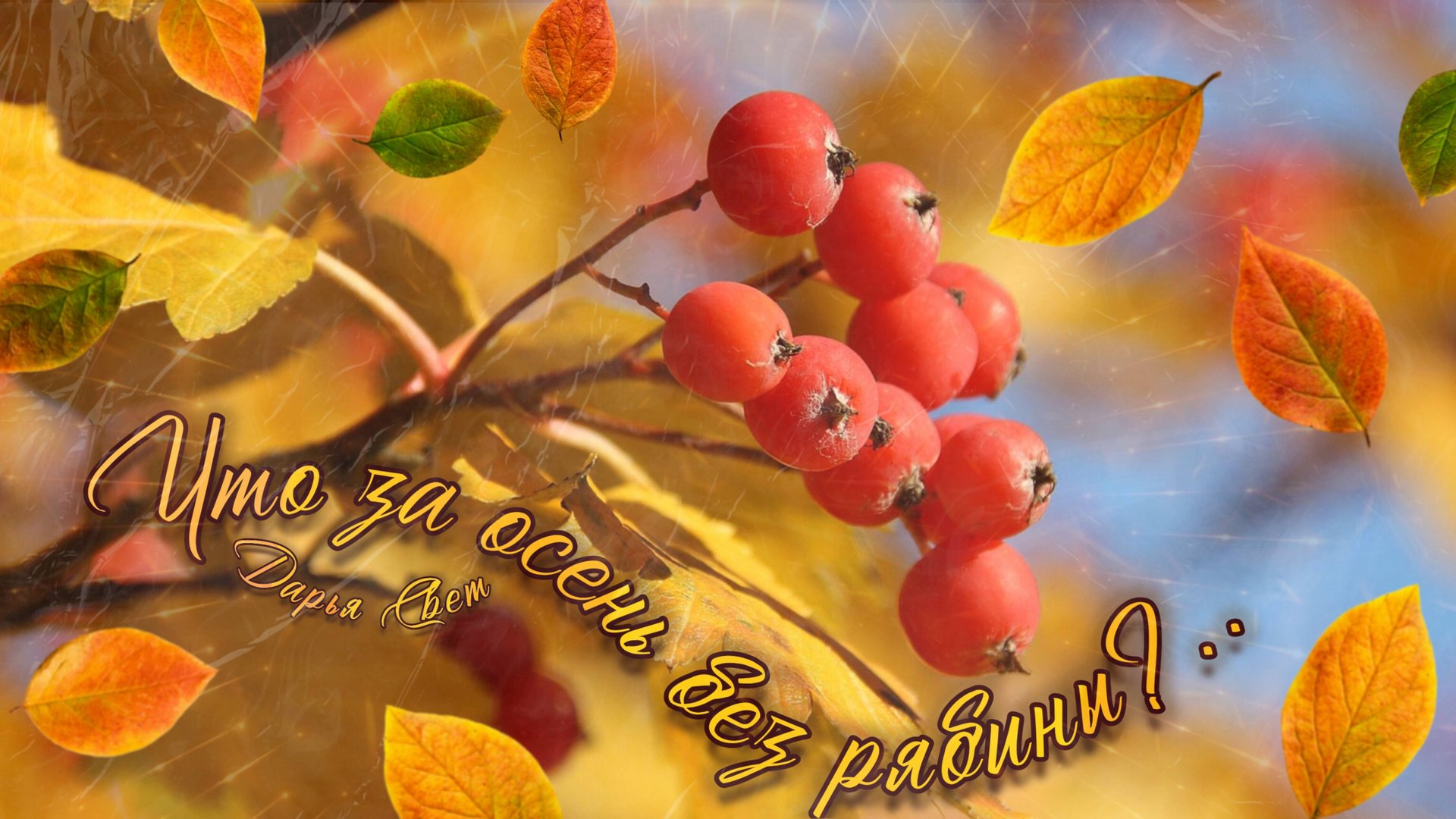 Раскраснелась рябина, светит гроздьями ало... Красная рябина. Сентябрь 2025