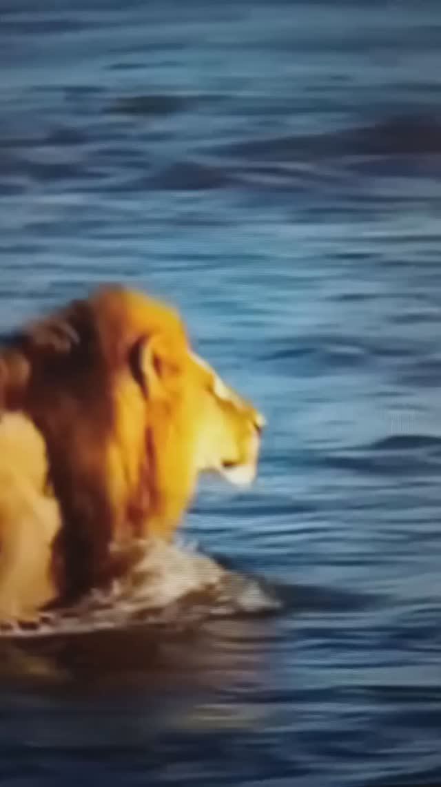 ЛЕВ спасает Львицу со львятами🤔