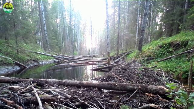 Выдра в заповеднике "Кивач". 04.08.2025.