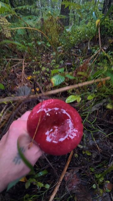 Грибалка в Марий Эл 2