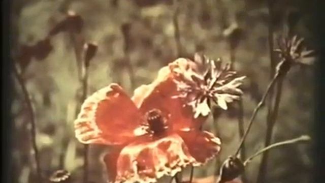 Пять функций зрения человека © Five functions of sight(1)