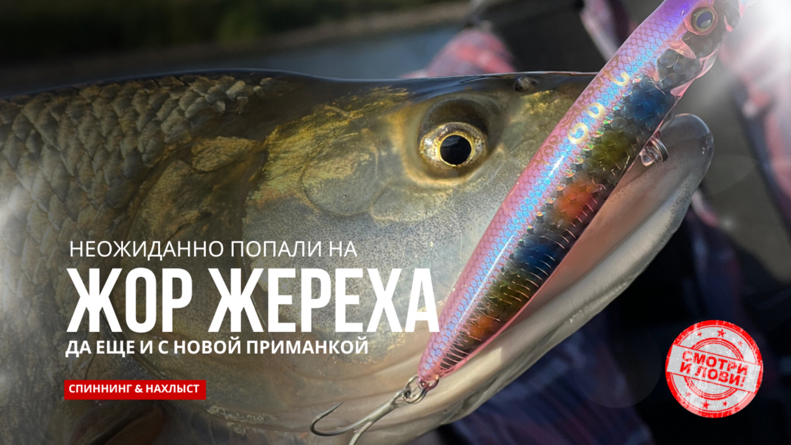 Попали с другом на ЖОР ЖЕРЕХА! Прикольные приманки Jackall Hagre, Gantarel и эхолот Deeper в бою!