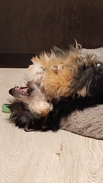 Poale Ell Grace - 5,5 m