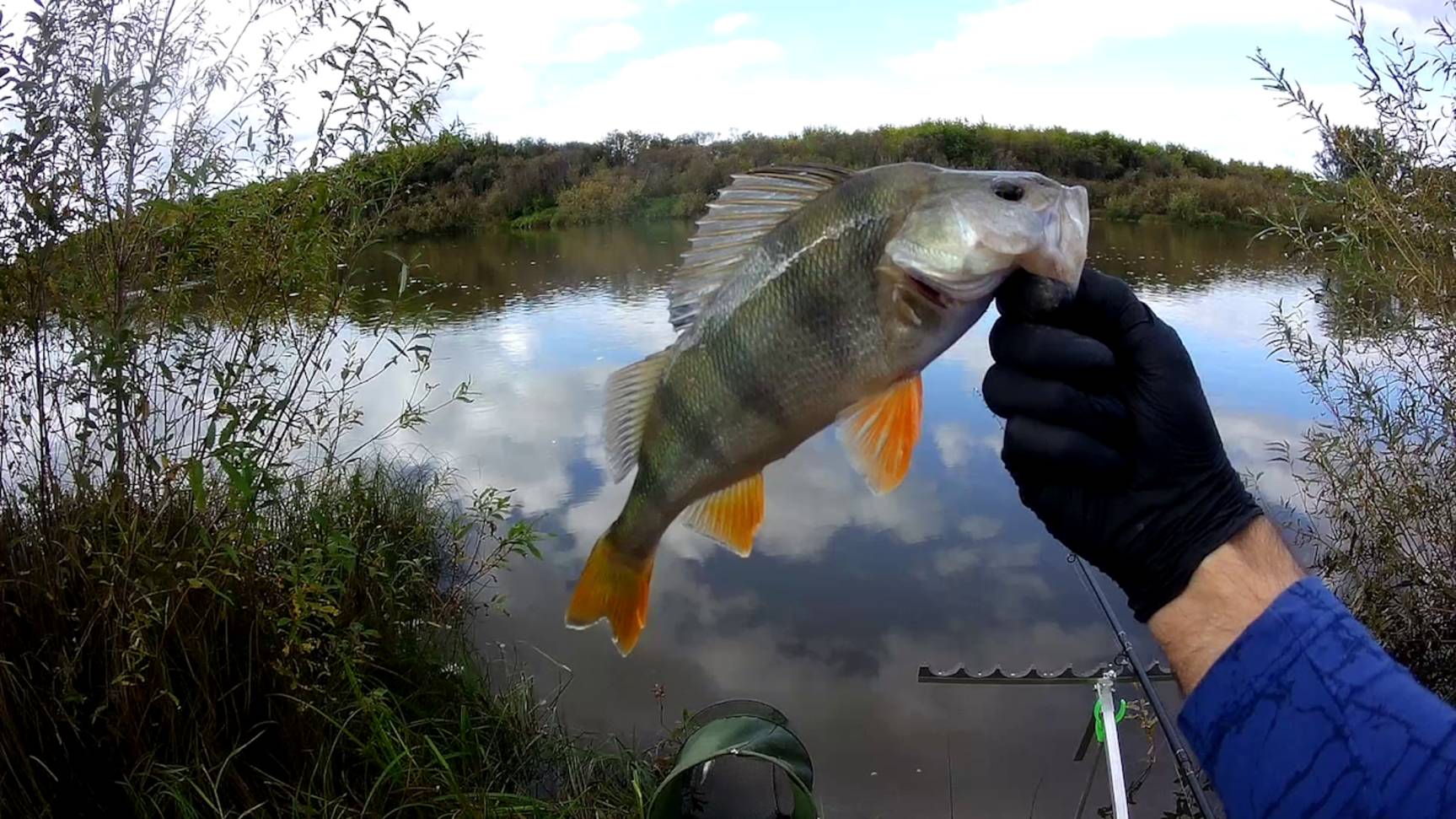 ОКУНЬ НА ФИДЕР НА ЖИВЦА