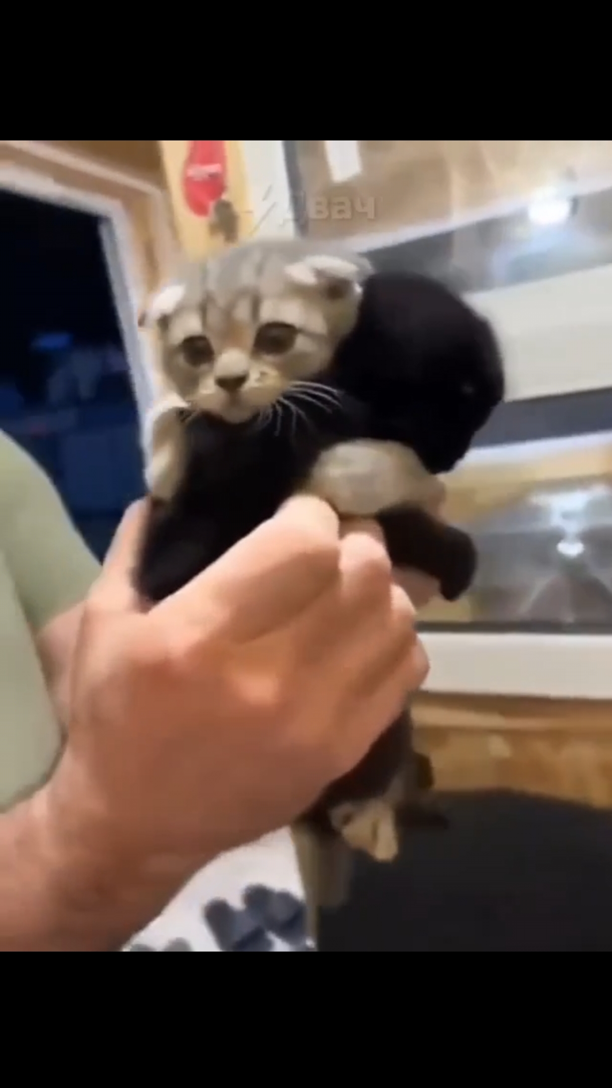 Как две половинки 😻