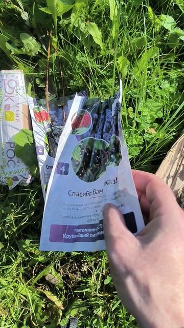 Распаковка саженца жимолости от компании "Росток",  сорт "Дочь Великана"