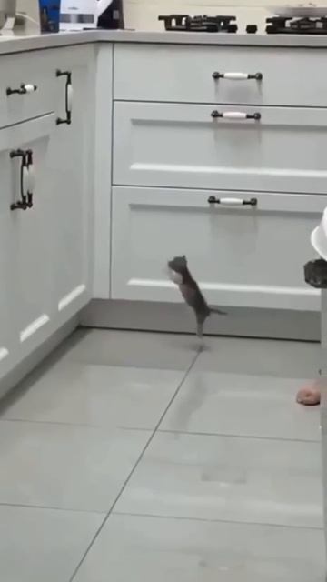 В следующий раз получится! 😼