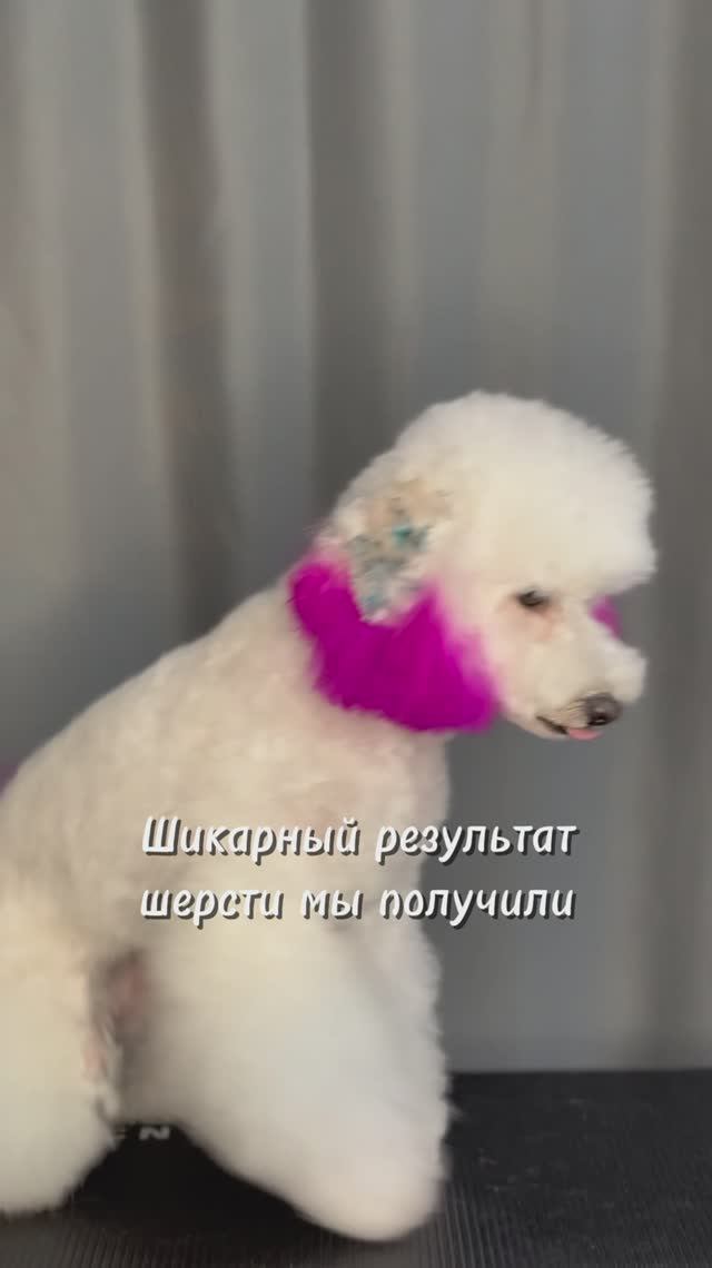 Дарья Воронина: мытье собаки