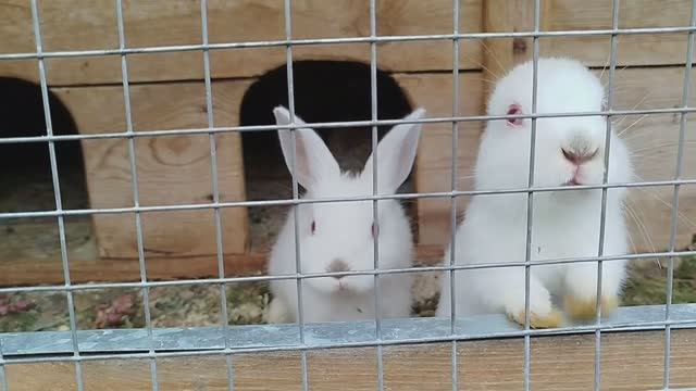 Кормим маленьких крольчат в зоопарке Солнечной долины