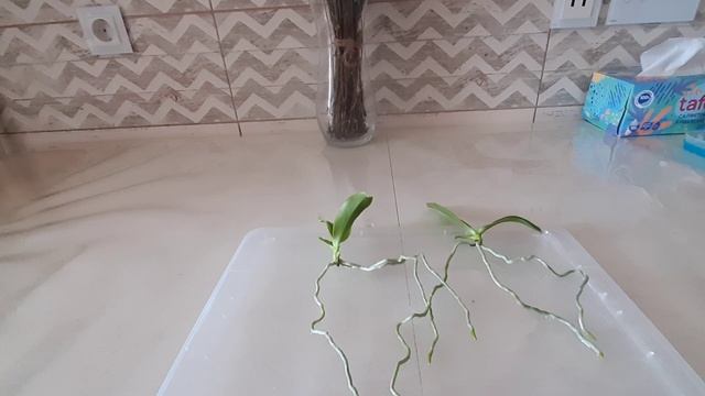 Снимаю деток с ценной для меня орхидеи клона. Стукнули машину.