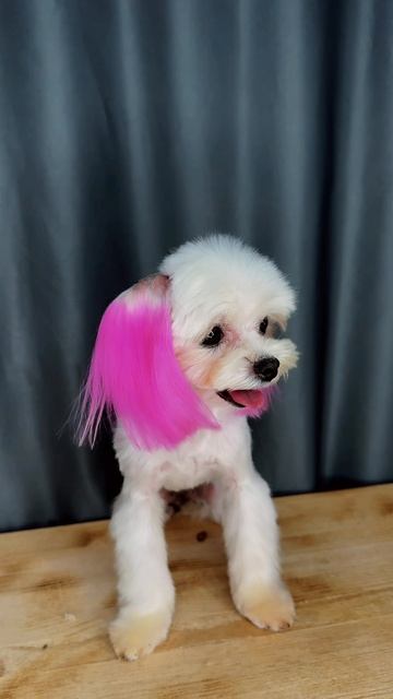 Дарья Воронина: Креативный груминг