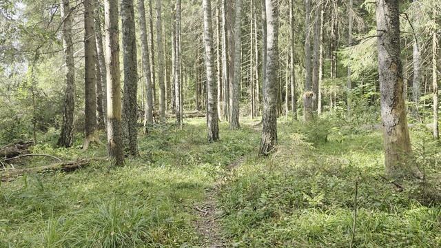 Лес и осень!