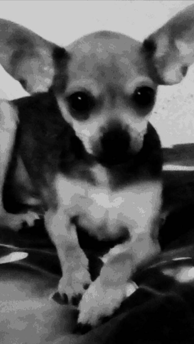 Та самая деловая колбаска