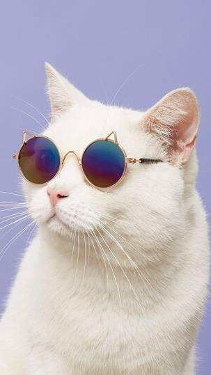 Смешное видео (Часть 8) Коты