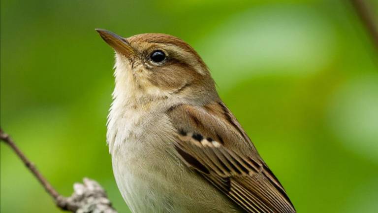Звуки природы пение птиц