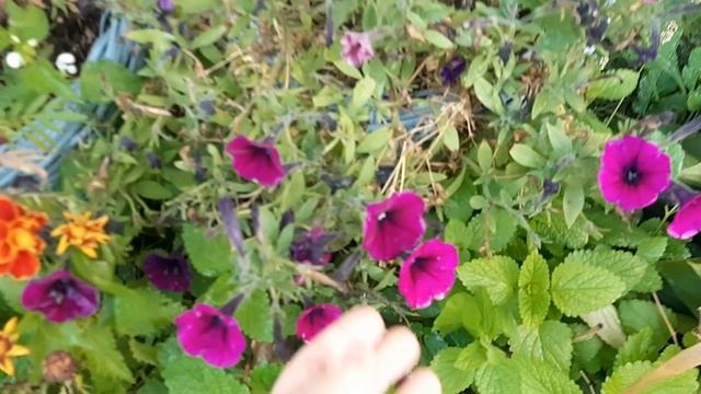 Цветение в сентябре