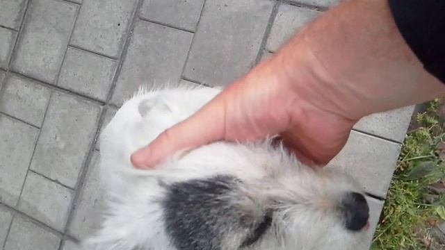 Буська пуська собака сторож