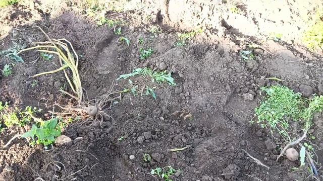 Огородный сезон идет к концу.Картошку выкопали.