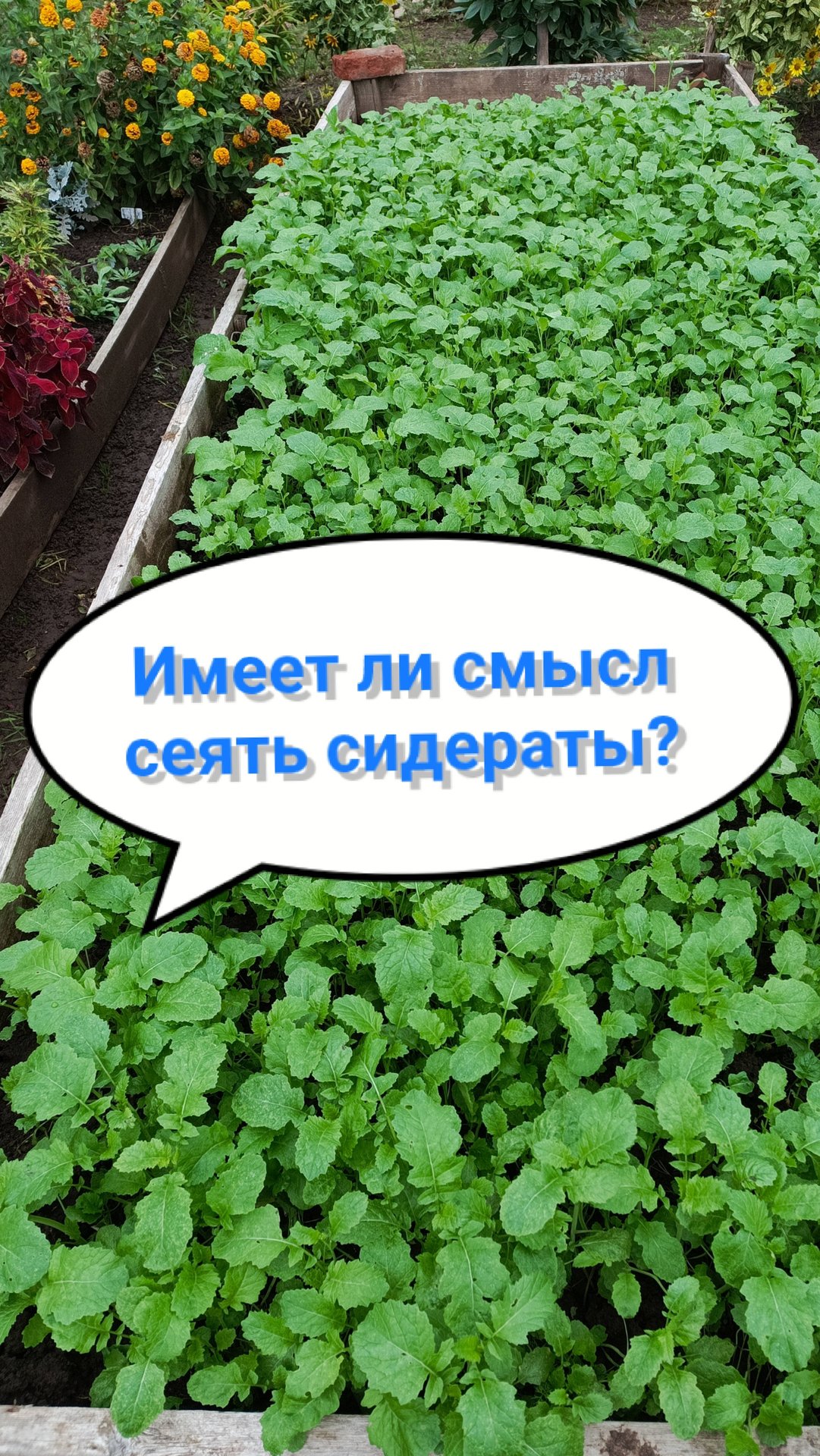 В чём смысл посева сидератов осенью? Объясняю!