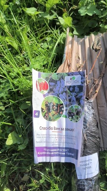 Распаковка саженца жимолости от компании "Росток" сорт Нимфа.