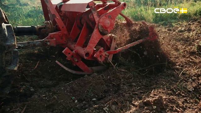 Сценарий цен. Морковь