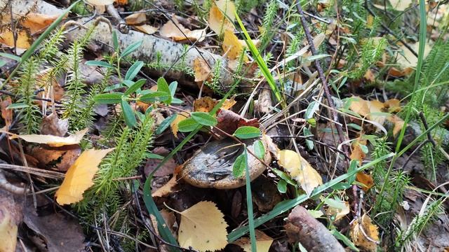 За чёрным груздём